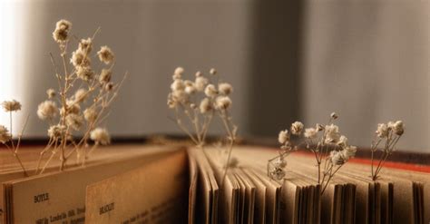 거친 건조한 고요한 골동품 꽃 장식 독서하는 드라이플라워 디자인 요소 따뜻한 음색 러스틱 문학 문호 미니멀리스트 베이지 부드러운 부드러운 빛