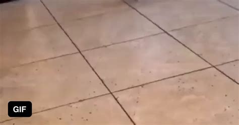 Smol Tippy Taps 9gag