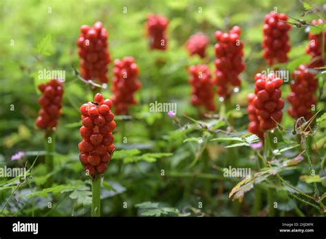 group of arum arum maculatum fruiting plants with clusters of red