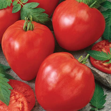 Tomato Giant Oxheart Large Tomato Variety Seeds Totally Tomatoes