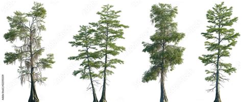 Set Of Taxodium Distichum And Taxodium Ascendens Frontal Set Trees