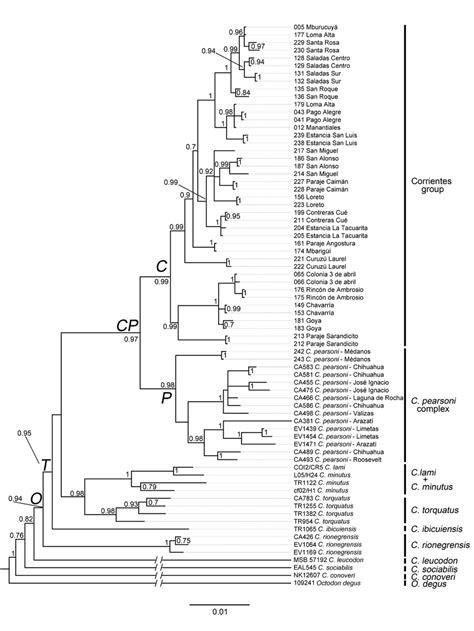 Bayesian Inference Phylogenetic Tree Based On Concatenated Sequences Of