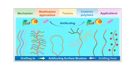 Recent Advances In Antifouling Surface Polymer Brushes Acs Applied Polymer Materials