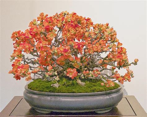 Japanese Flowering Quince Bonsai At Danelle Eleanor Blog
