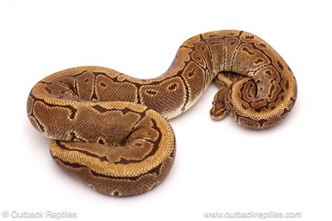 Pinstripe Het Clown 1600g Breeder Female Outback Reptiles