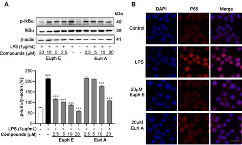 Effects Of Compounds On Iκbαnf κb Signaling Pathway In Macrophages
