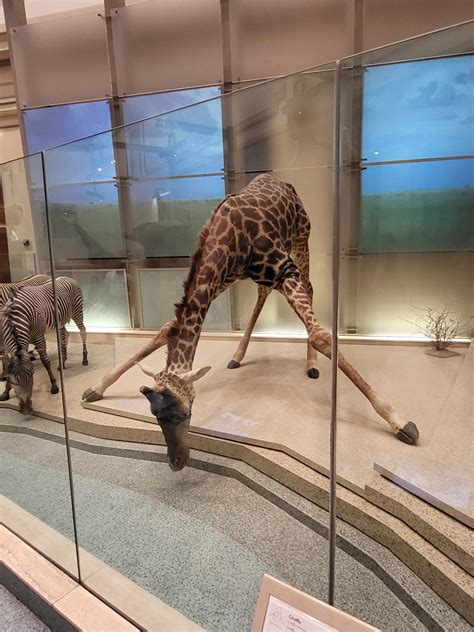 Giraffe By Xela The Conqueror On Deviantart