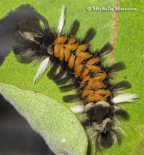Milkweed Tussock Moth Friend Or Foe Milkweed Tussock Moth Or Milkweed