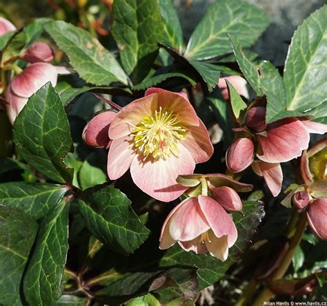 Helleborus X Ballardiae Merlin