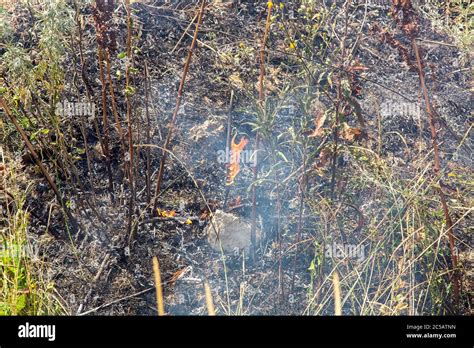 Black Ashes Of Burnt Grass And A Small Burning Flame Of Fire Of Burning Grass A Fire In A Field