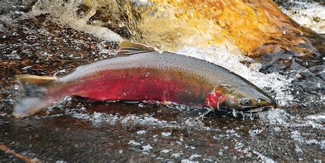 6ppd Research Intensifies As Industry Enters 2024 Rubber News