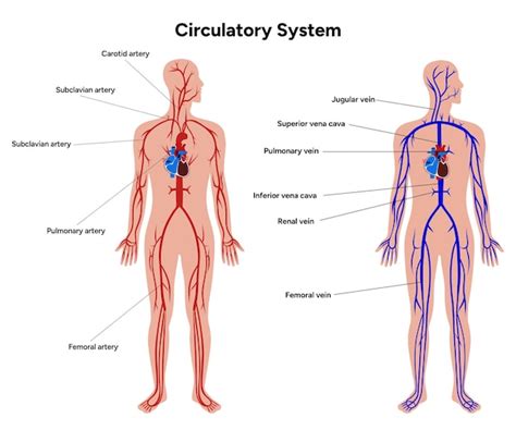Sistema Circulatorio Del Cuerpo Humano