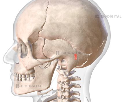 Transverse Muscle Of Auricle Biodigital Anatomy