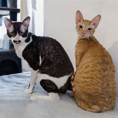 Home Curlytail Cornish Rex