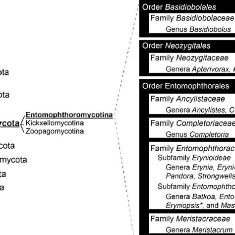 Phylogenetic Placement Of The Genus Entomophthora To The Left A