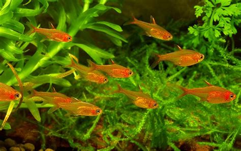 Ember Tetra Size 101 A Beginners Guide To Aquatic Success