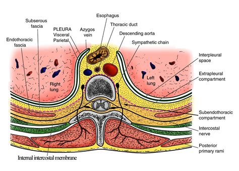 How I Do It Ultrasound Guided Thoracic Paravertebral Block