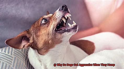 Why Do Dogs Get Aggressive When They Hump? - 21Cats.org