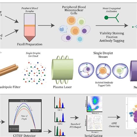 Overview Of Typical Sample Preparation And Analysis Of Single Cells By