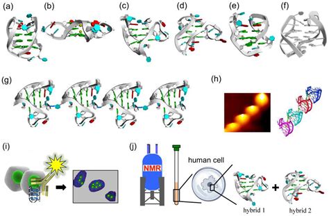G Quadruplexes In Human Telomere Structures Properties And Applications