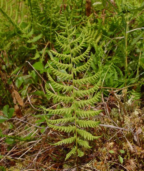 Parathelypteris Simulata Massachusetts Fern Go Botany