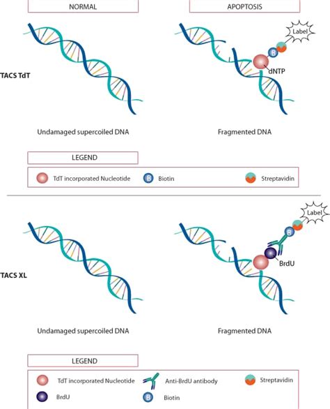 Tunel Assay Principle Randd Systems
