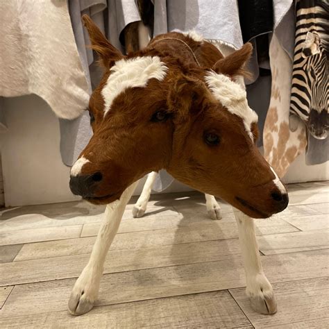 Two Headed Calf Evolution Store