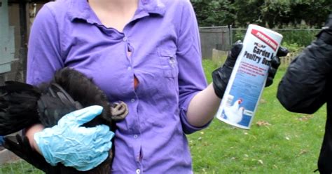 Permethrin Container And Chicken Alaska Urban Hippie