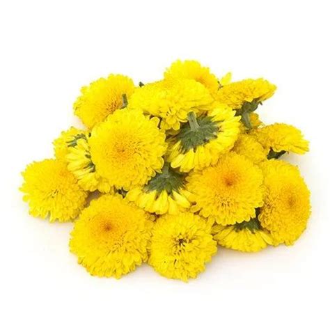 Mums Loose 100g Sai Florist