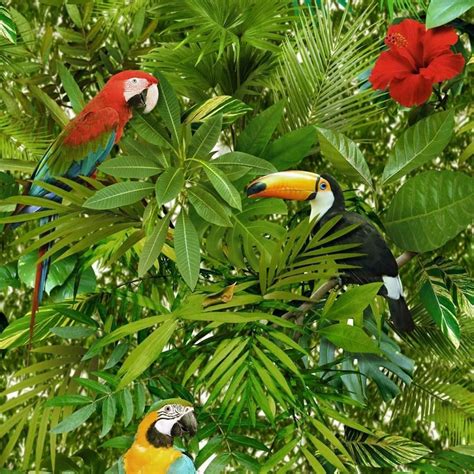 Birds Wild Jungle