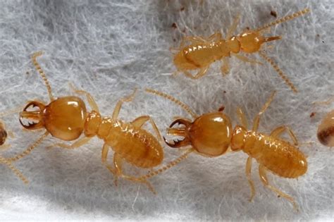 Proboscitermes The Faucet Termites Pic By Dr Jan Sobotnik See