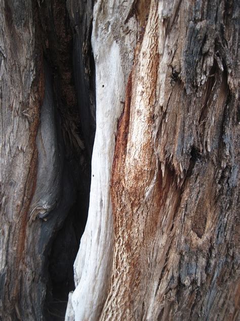 Tree Bark Texture Free Photo On Pixabay Pixabay