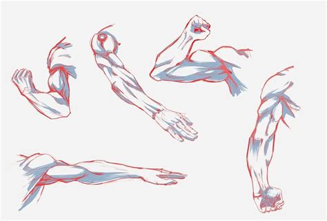 Muscle Drawing Reference Artistic Anatomy Guide