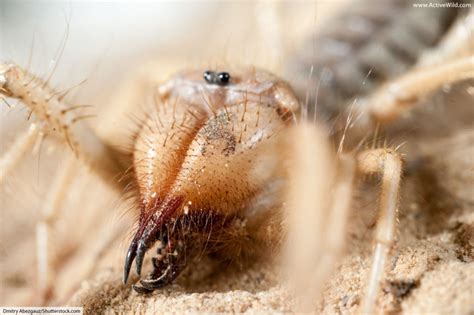 Camel Spider Facts Pictures In Depth Information Desert Arachnids