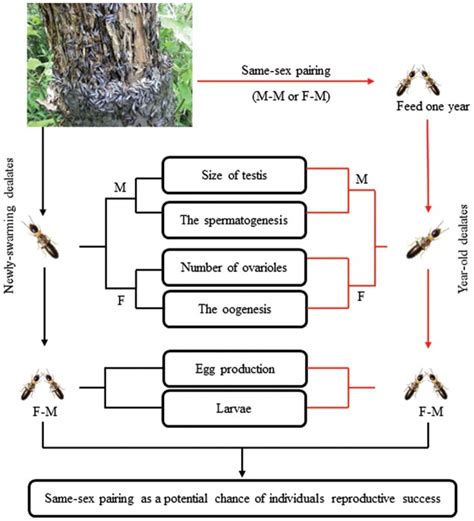 Same Sex Pairs Retain Their Reproductive Capacity As A Potential Opportunity For Individual