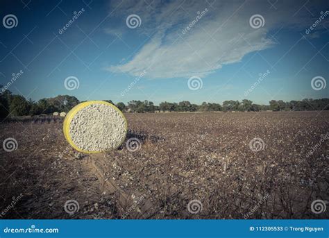 Close Up Cotton Bales On Harvested Field In Texas Usa Stock Image