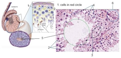 Sperm Histology Diagram Quizlet