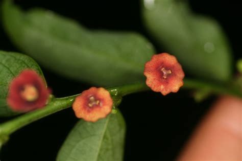 Phyllanthus Phyllanthaceae