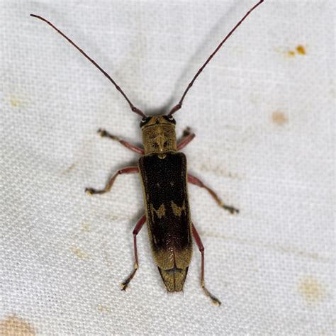 Hickory Saperda Saperda Discoidea Insects Of Iowa