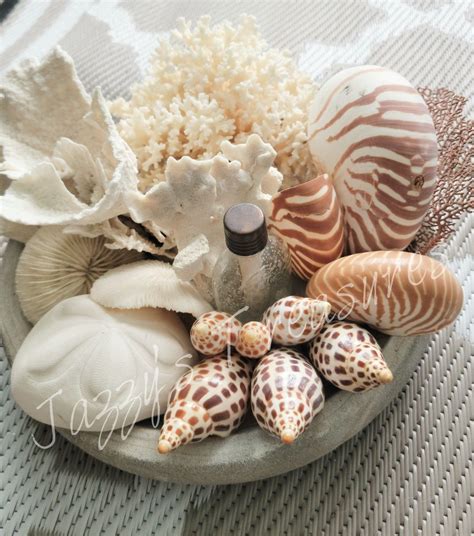My Junonia Seashell Display Seashell Display Art Pricing Clay Pots