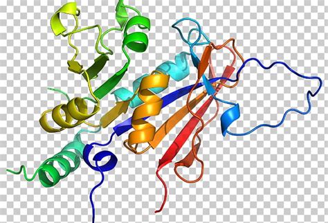 Dihydrofolate Reductase Sequence Domain Of A Function Organism Human