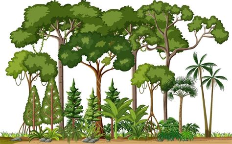 Tree Canopy Vector Art Icons And Graphics For Free Download