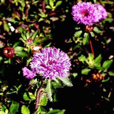 Centratherum Punctatum At San Marcos Growers