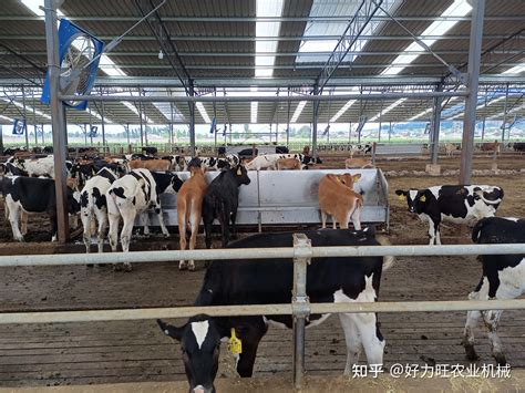 规模牧场怎样做好奶牛防疫工作 知乎