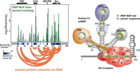 map ing rna protein interaction networks in cells research