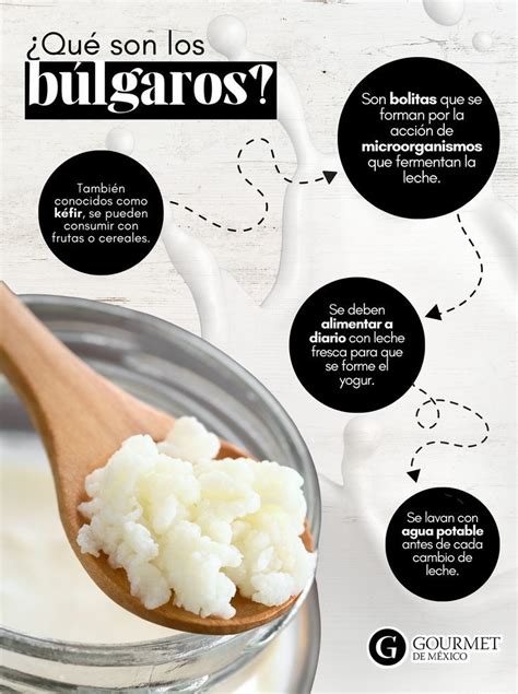 ¿qué Son Los Búlgaros Nodulos De Kefir Kéfir Bulgaros De Leche