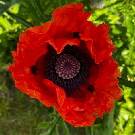 My Absolute Favourite Flower In The Garden Just What We Need Sometimes