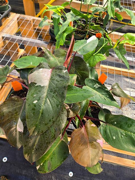 Philodendron Erubescens Pink Princess Nursery Lockhart Lone Star