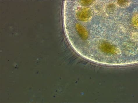 Ciliated Cell Videos And Hd Footage Getty Images