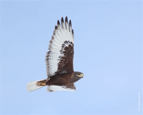 Ferruginous Hawk Fact Sheet Hawkwatch International